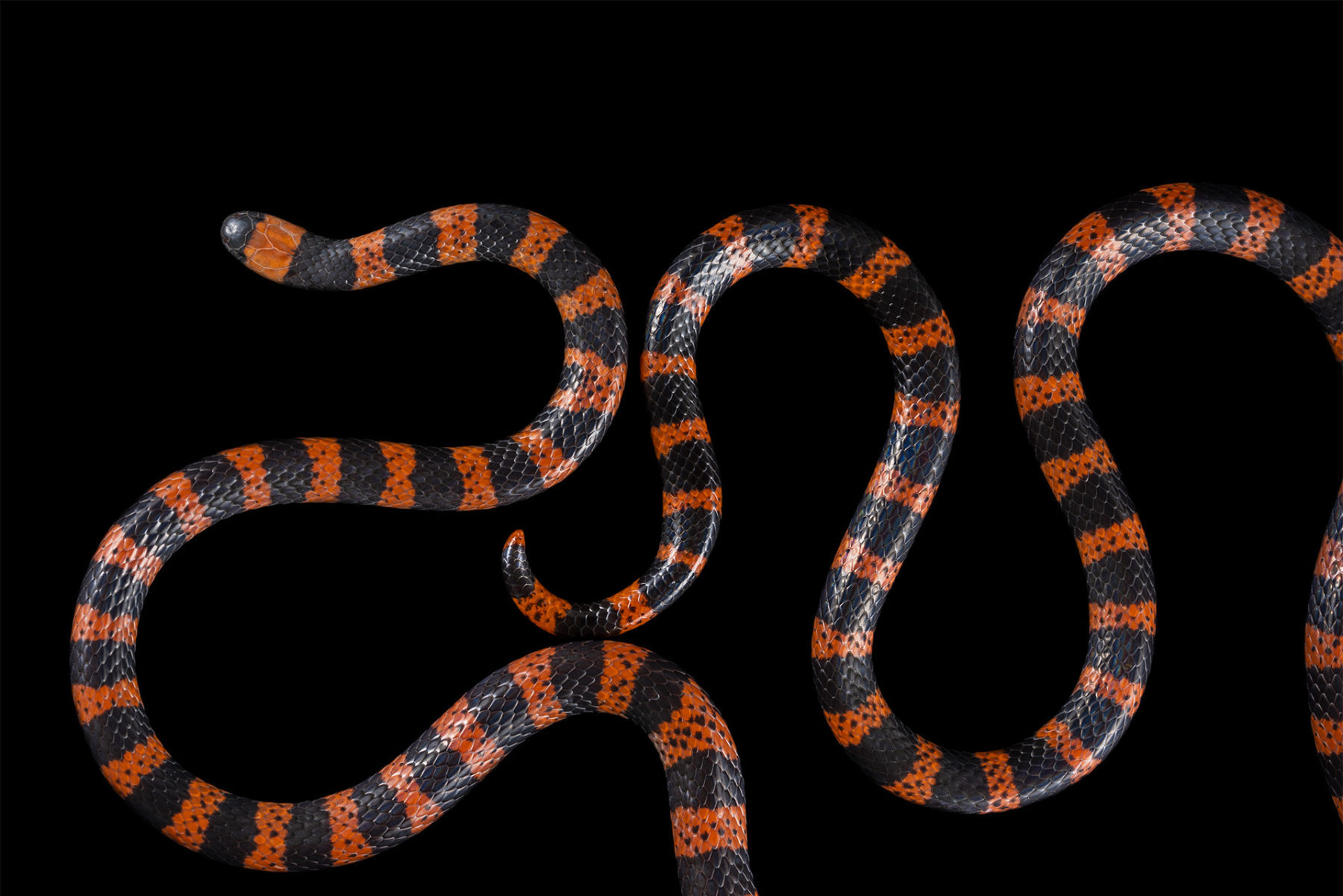 Herping Tours: Amphibians & Reptilians Photography | Photo Wildlife Tours